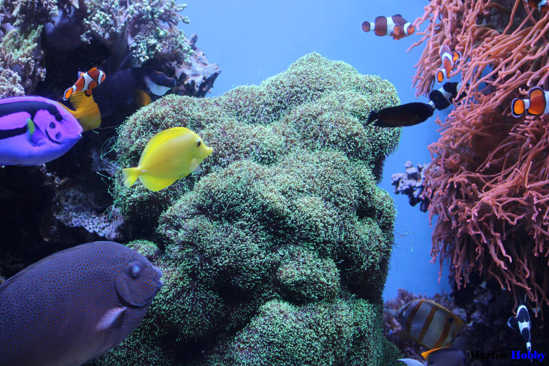 What is Marine Fish or Saltwater Fish? | Marine Hobby