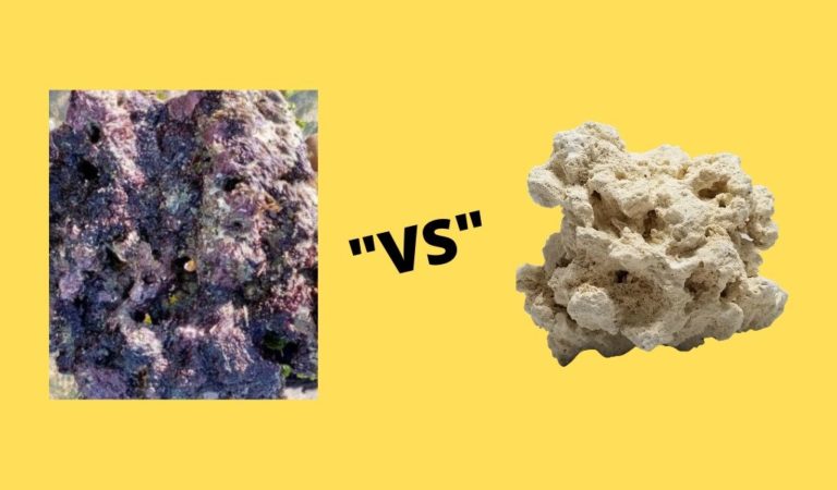 Live Rock or Dead Rock For Your Aquarium | Marine Hobby