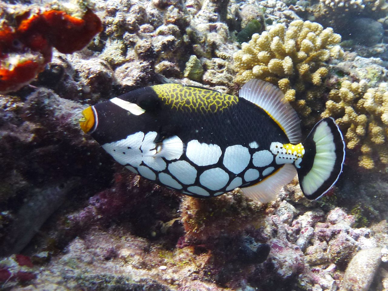 Clown Triggerfish My Experience Hand-on | Marine Hobby