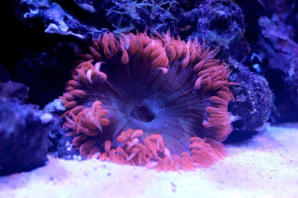 Top Sea Anemones In A Reef Aquariums | Marine Hobby