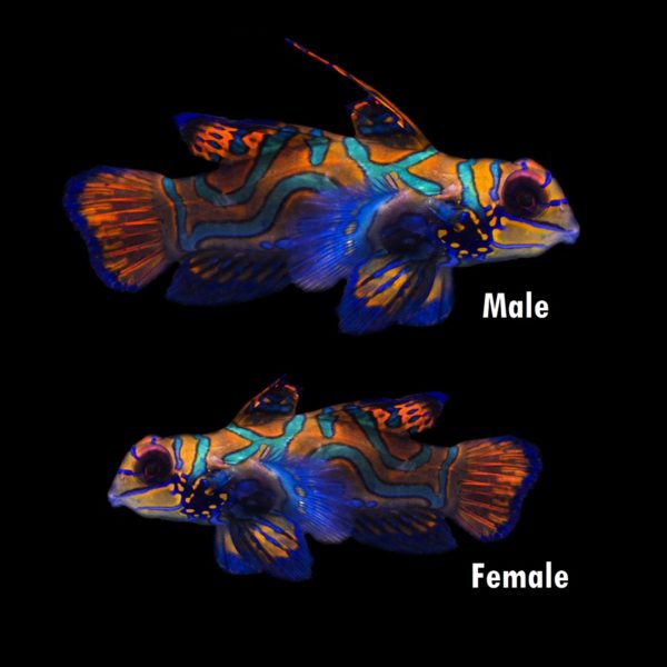 Look For The Green Mandarin Fish!!! | Marine Hobby