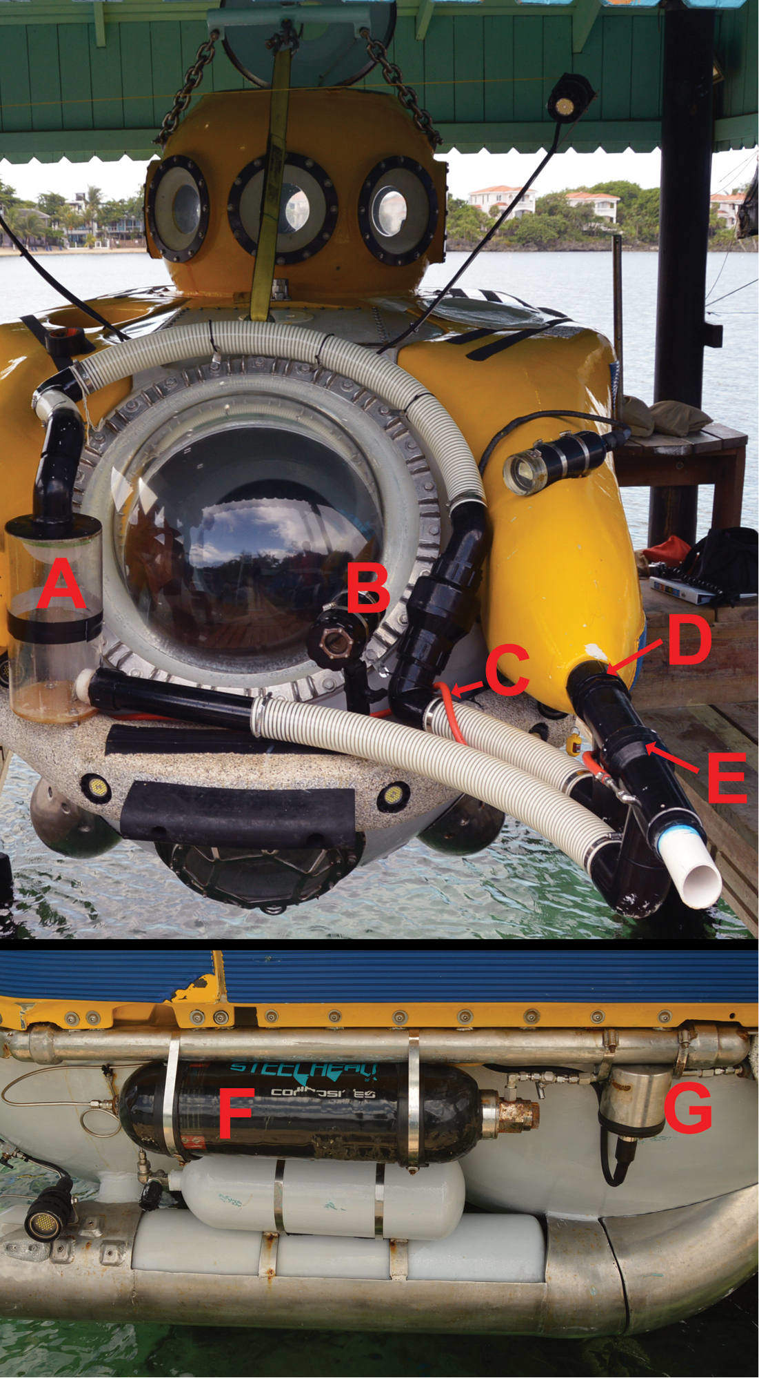 Lipogramma idabeli, A new species from the deep reefs in the Western ...