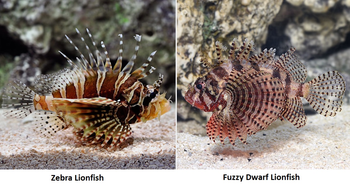 Dendrochirus koyo, A new dwarf lionfish from Japan | Marine Hobby