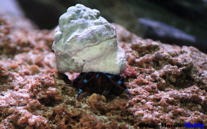 Blue Leg Hermit Crabs (Calcinus elegans) from Indo-Pacific | Marine Hobby