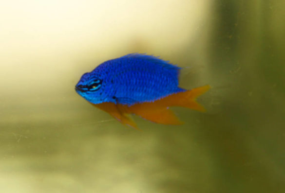 Azure Damselfish (Chrysiptera hemicyanea) | Marine Hobby