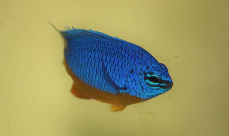 Azure Damselfish (Chrysiptera hemicyanea) | Marine Hobby