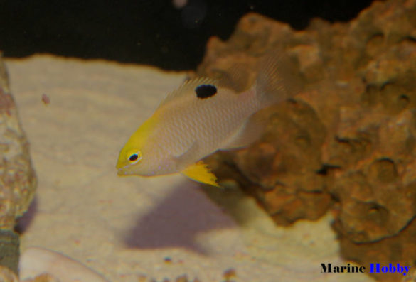 Talbot damselfish (Chrysiptera talboti) | Marine Hobby
