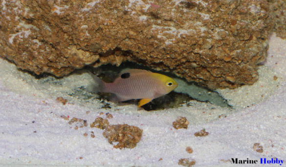 Talbot damselfish (Chrysiptera talboti) | Marine Hobby