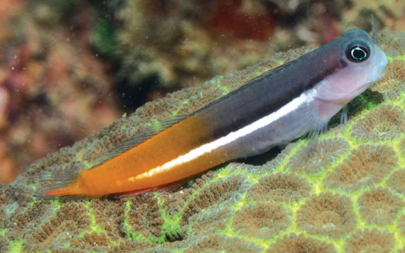 Ecsenius springeri, a New Species of Blenny from Indonesia | Marine Hobby