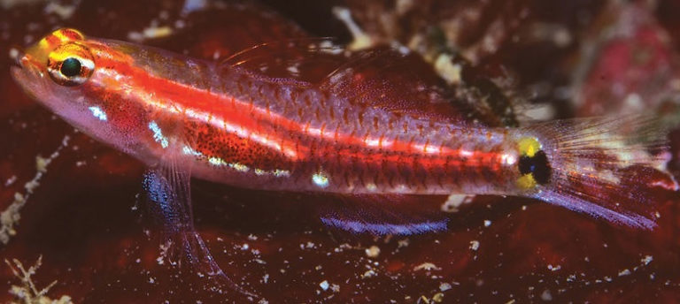 Eviota gunawanae, Meet the new species of dwarfgoby | Marine Hobby