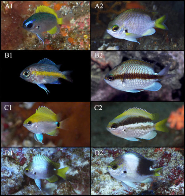 Chromis tingting, a New Species of Damselfish from Southern Japan ...