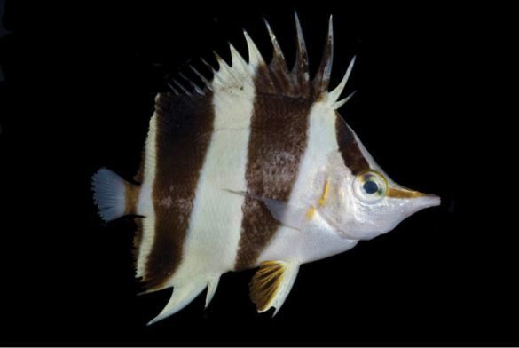 Prognathodes geminus the New Butterflyfish | Marine Hobby
