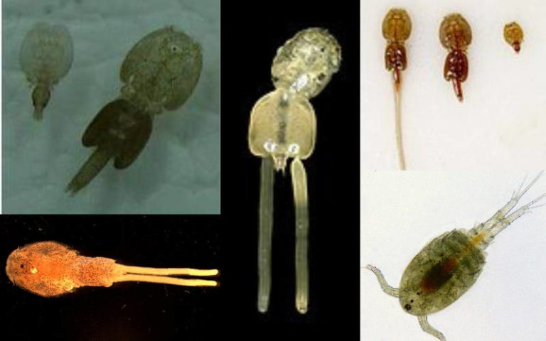 Quarantine Your Fish, Survey on Parasitic copepods | Marine Hobby