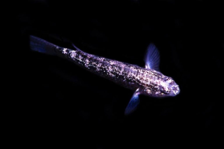 Starry Goby Successfully Bred by Biota Aquariums | Marine Hobby