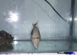 Bursa Triggerfish (Rhinecanthus verrucosus) | Marine Hobby