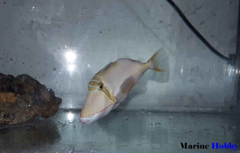 Bursa Triggerfish (Rhinecanthus verrucosus) | Marine Hobby