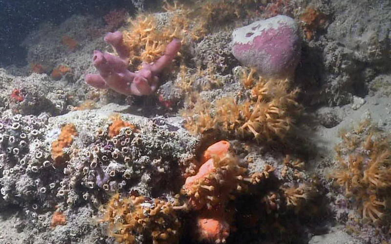 Italy has a coral reef along the Adriatic coast | Marine Hobby