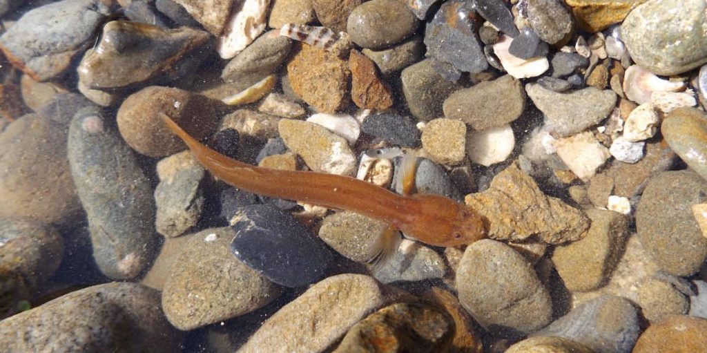 Luciogobius yubai, A New Species of Goby From Japan | Marine Hobby