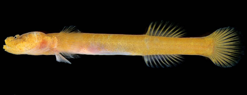 Luciogobius yubai, A New Species of Goby From Japan | Marine Hobby