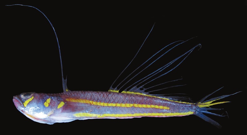 Pteropsaron indicum, A New Species of Signalfish from Lakshadweep ...