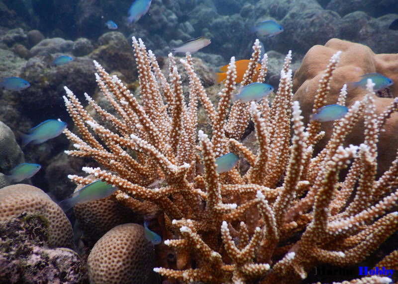 Can sound of healthy reef underwater help our coral habitat | Marine Hobby