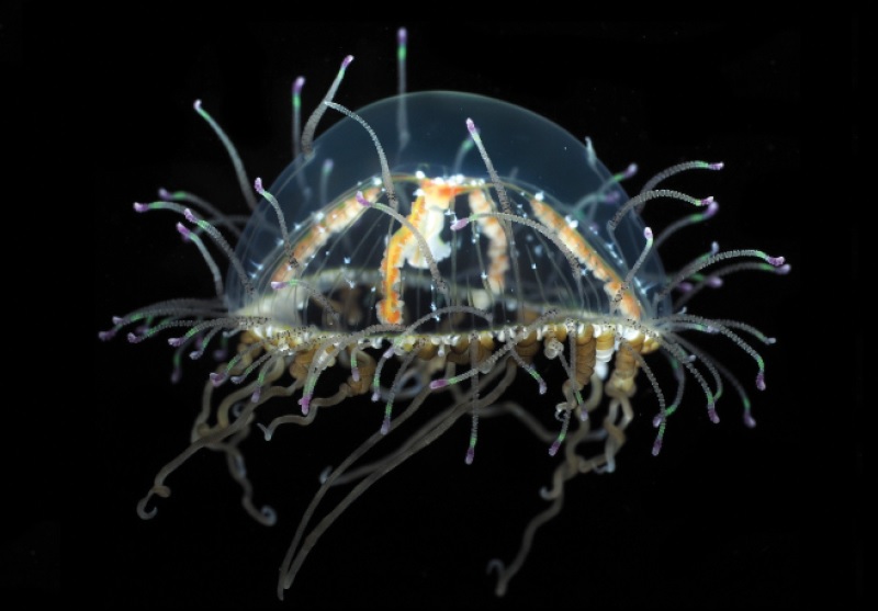 Olindias deigo, A New Species of Olindiidae from Japan | Marine Hobby